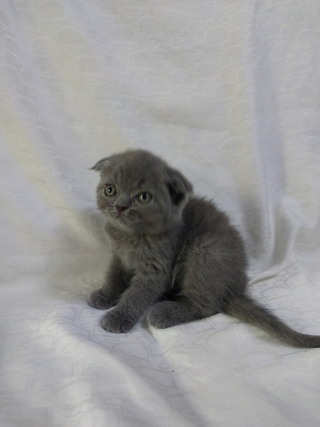 Продаётся кошка скотиш фолд