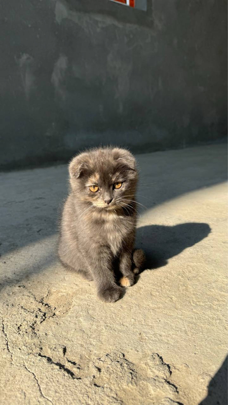 Продается шотландский кот
