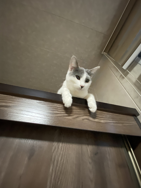 Кошечка 5 месяцев Мисси