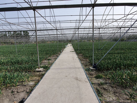 Sotiladigan parnik bor 100x108 metir kv