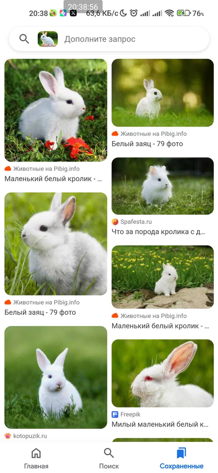 Куён болалари бор 35 мингдан Хар хил ранги бор 19 дона куён