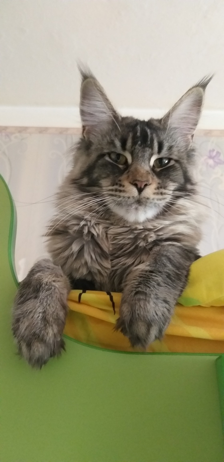 Передержка животных