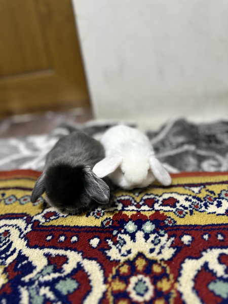 Karlikviy quyonlar turli xil ranglaridan bor kelishtirib beriladi