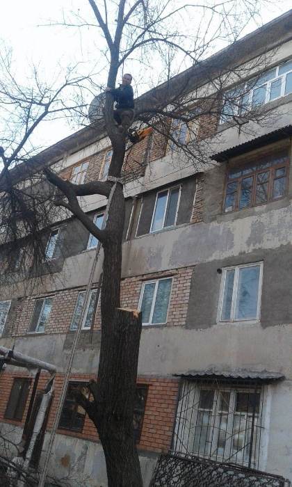 Дарахт кесиш хизмати  вывоз веток, досок. обрезка дерево