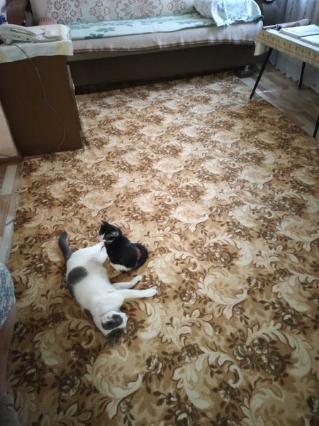 Отдам котёночка в хорошие руки чёрно белая 2.месяца