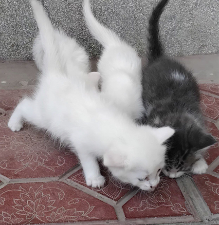Tekinga Mushuni bollari bervoriladi
