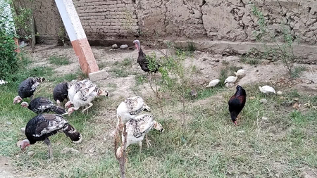 Gʻuli gʻuli kurka induklar sotiladi enasi ochib chiqgan inkubator emas
