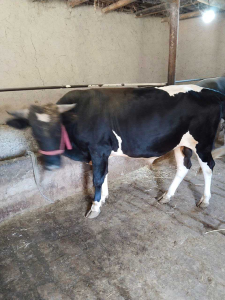 Halol mol sotiladi