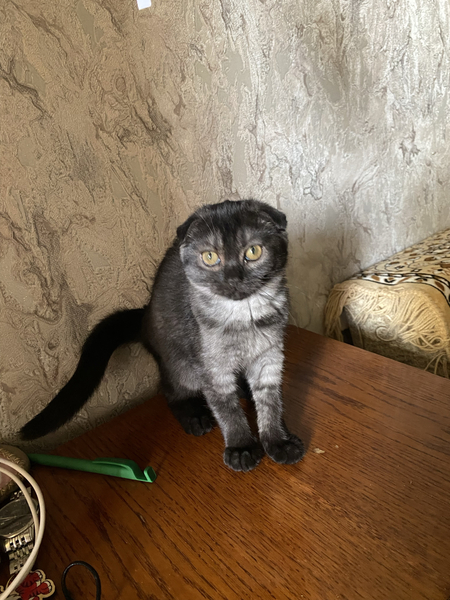 Срочно продается пародистый котенок в хорошие руки