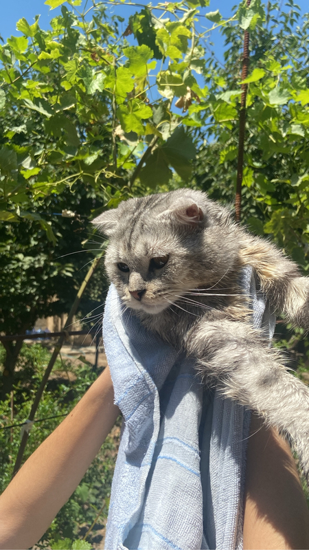 Кот вязка