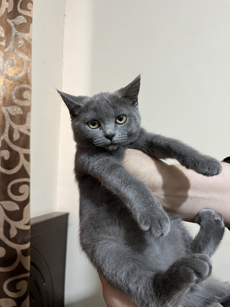 Продается кошка , скотиш страйт шотландский