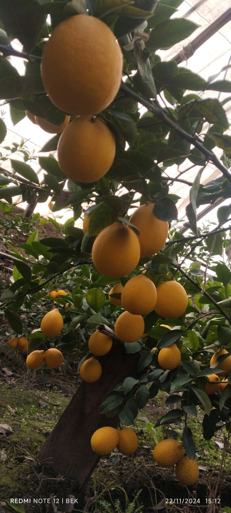 Limon. 300 kiloni atrofida bor