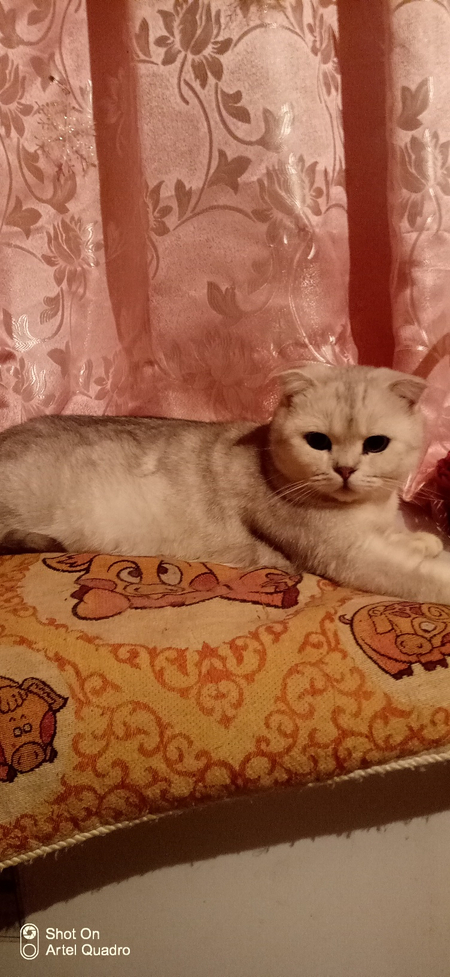 Продаётся подросток мальчик