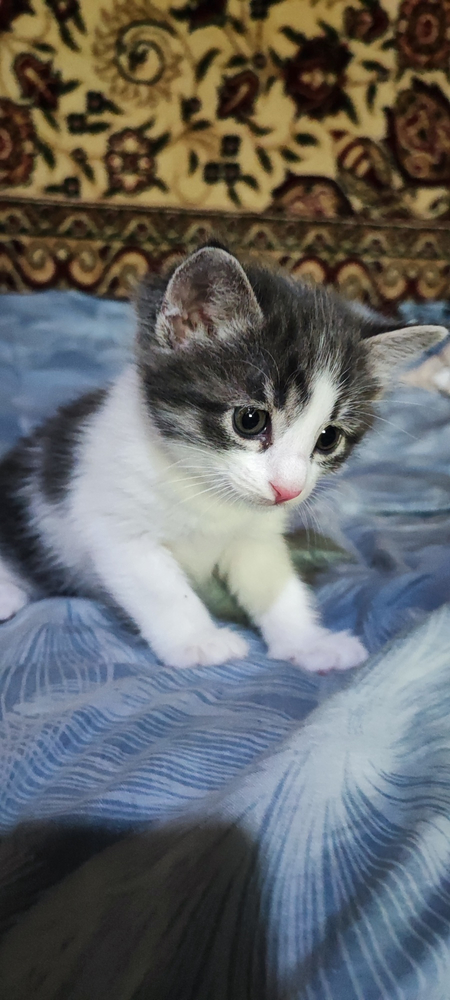 Продаются 3 ласковых котят