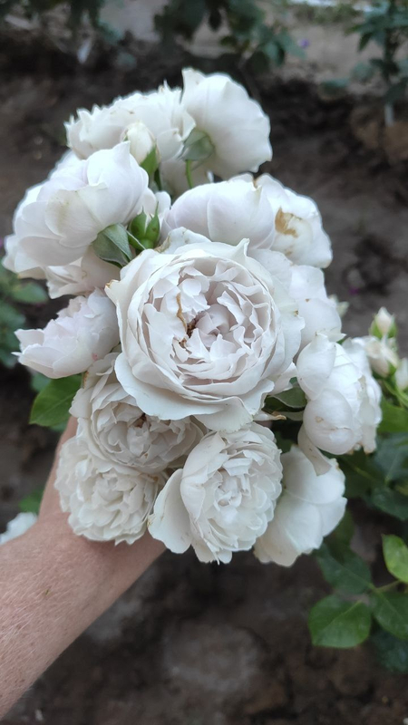 Продаются розы редкие сорта