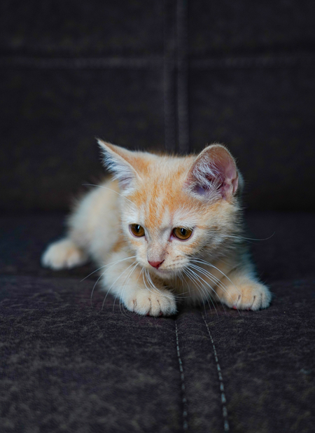 Продаются котята,породистые