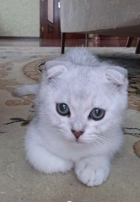 Продается котик