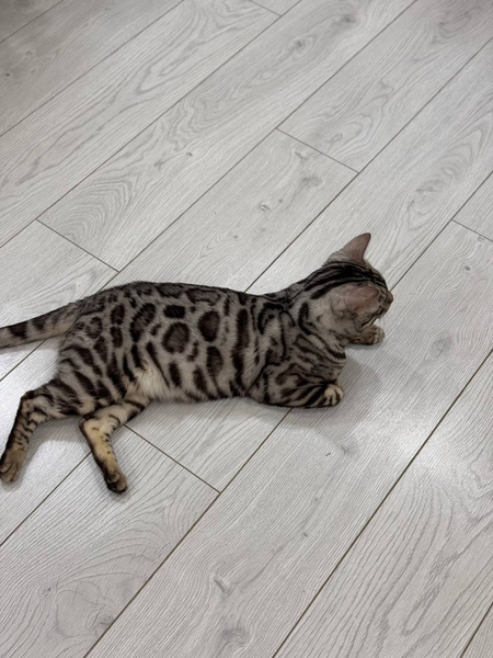 Sotilmidi !!! ВЯЗКА СЕРЕБРИСТЫЙ бенгальский кот