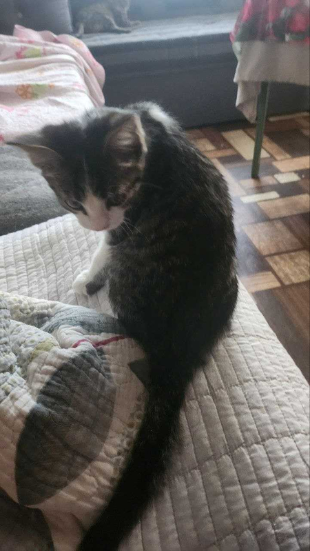 Отдадим котят в добрые руки