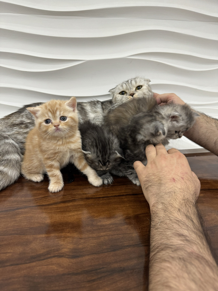 Котята скотишфолд