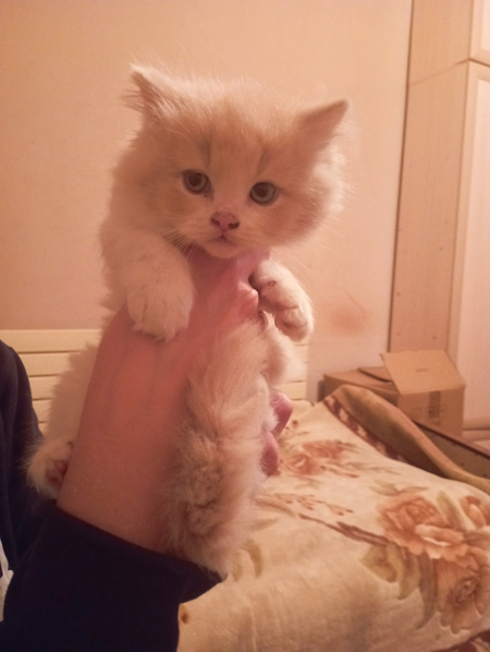 Продаются котята