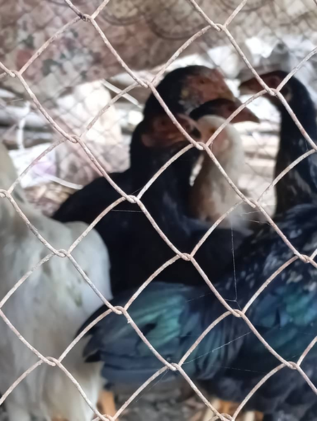 Жужалар сотилади