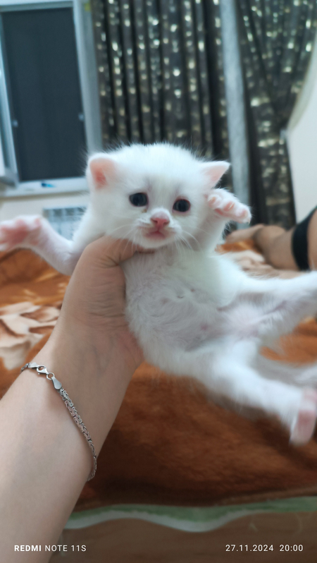 Продаются котята