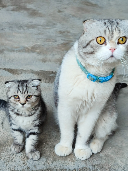 Продам котёнка. Скоттиш фолд