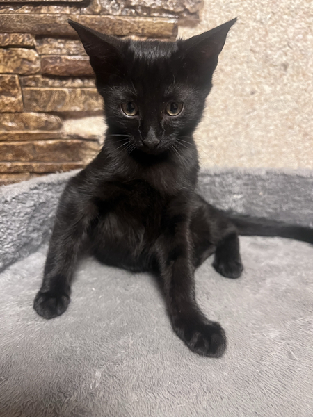 Котята 2 месяца девочка и мальчик