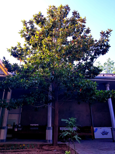 Magnoliya daraxti sotiladi