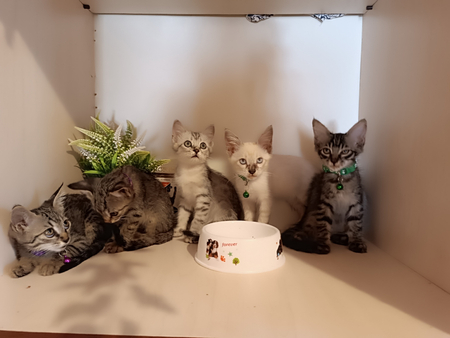 Скоттиш Страйт котята