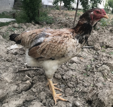 xoʻroz tovuqlar sotiladi