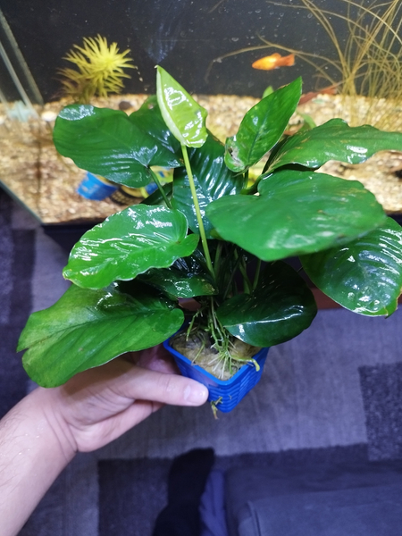 Anubias gigant sort