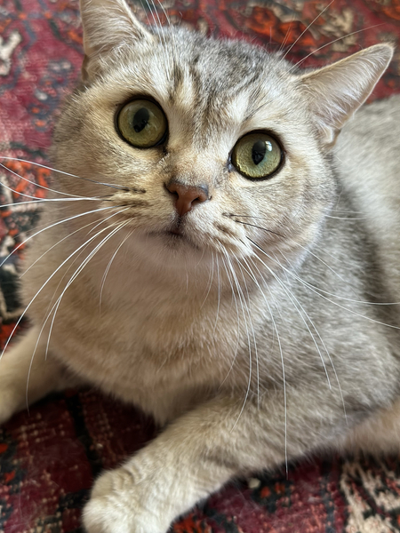 Котенок девочка