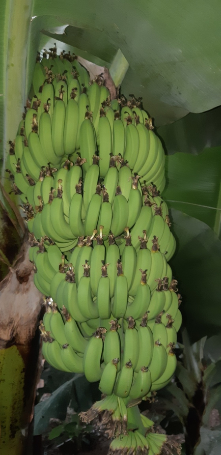 Banan ko'chat          .