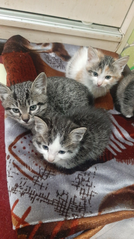 Котятки весёлые,  ласковые и игривые