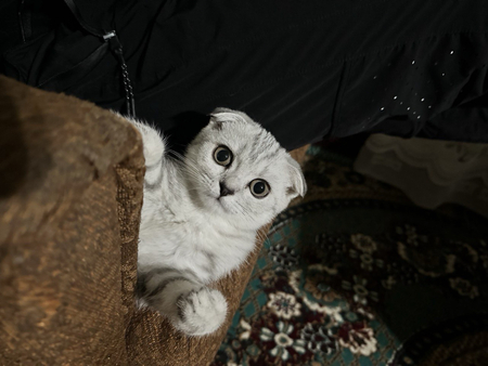 Продается котята