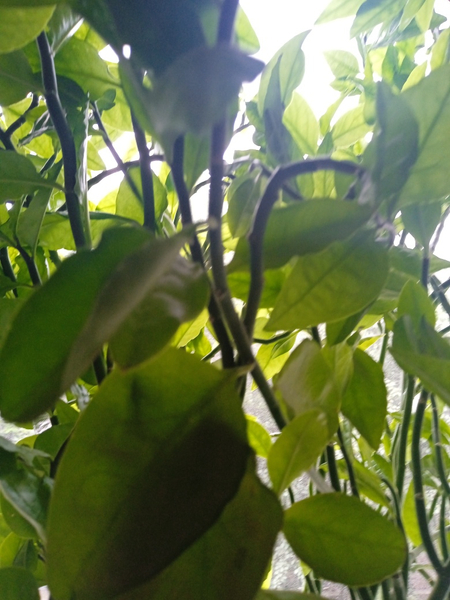 Комнатные растения почти кустарники.