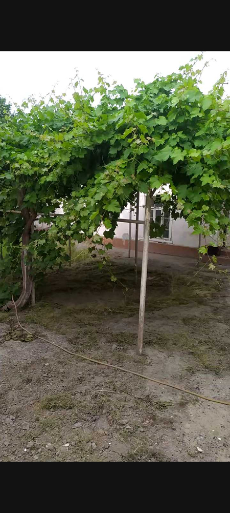 Срочно Уй сотилади