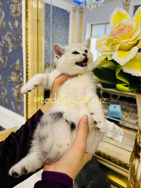 Плюшевые фолдики с набивной шубкой