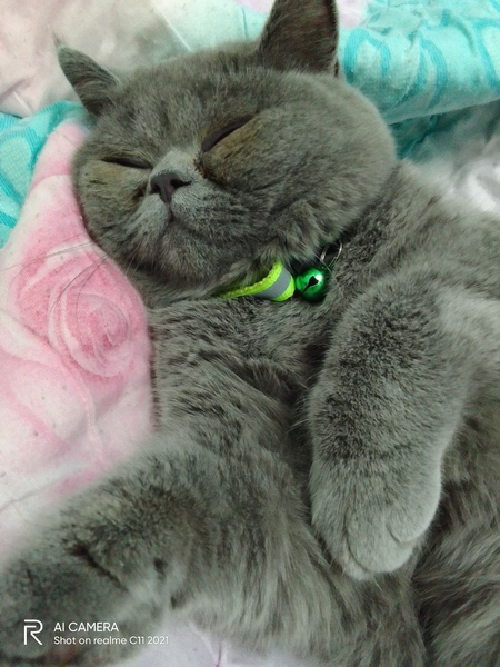 Вязка.Кот с опытом