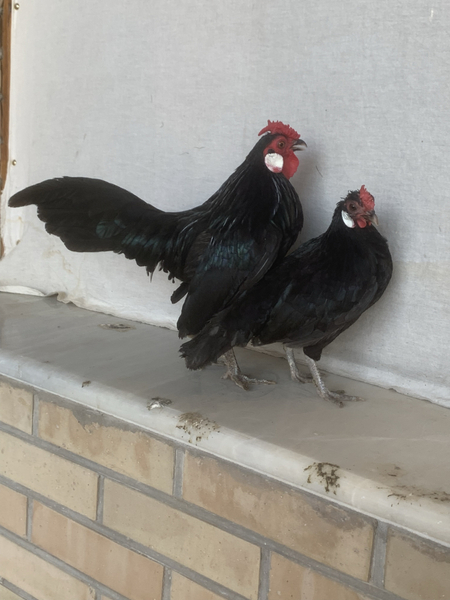 Bantam chorniy 1+1 sotiladi tovuq tuxumda