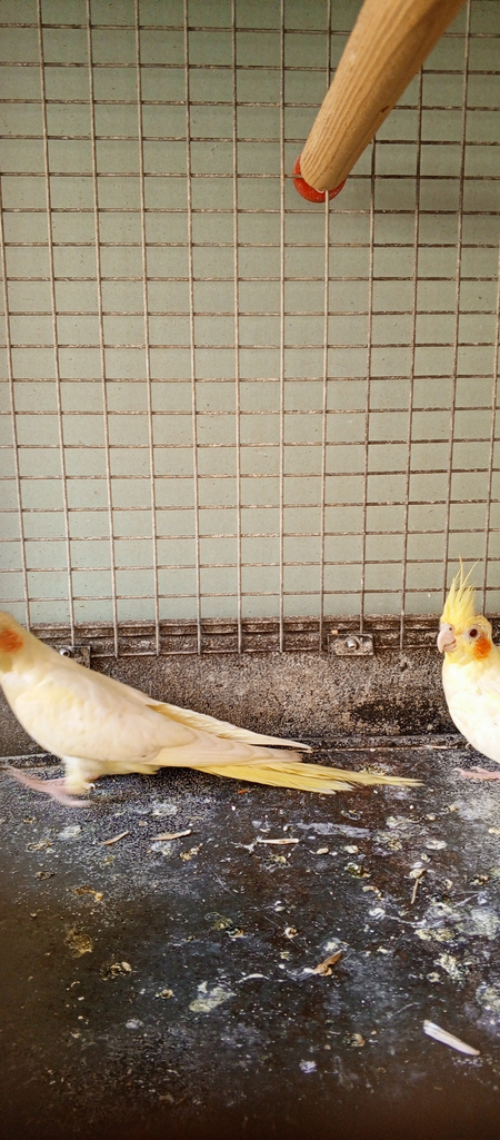 Karella lemon sotiladi