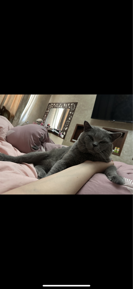 Вязка чистый британский кот