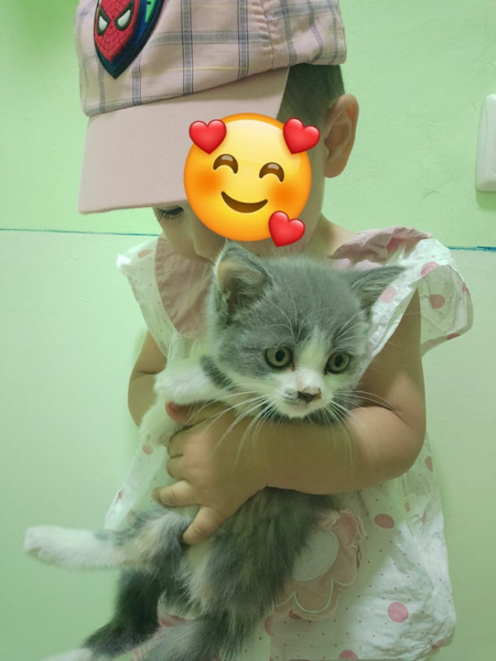 Мушукча Британский 3 ойлик