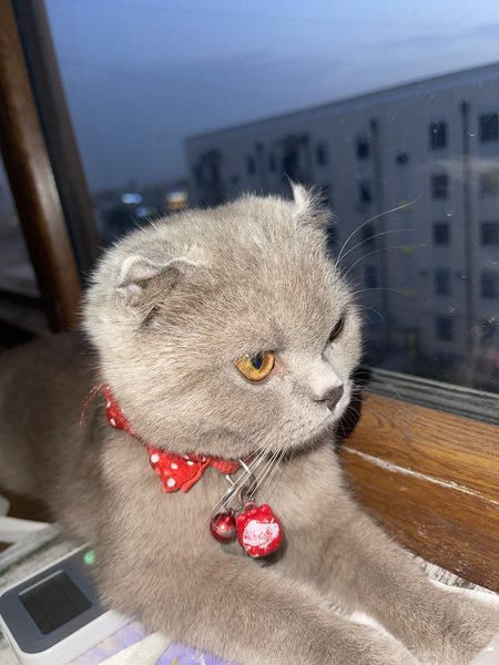 Mushuk (Шотландские)