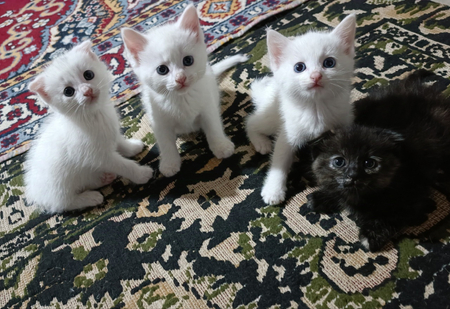 Продаются котята