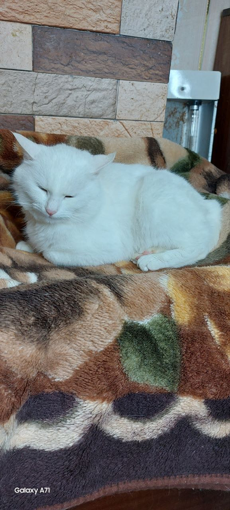 Кошка умница ищет любящего хозяина
