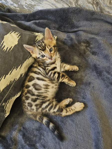 Бенгальский котенок