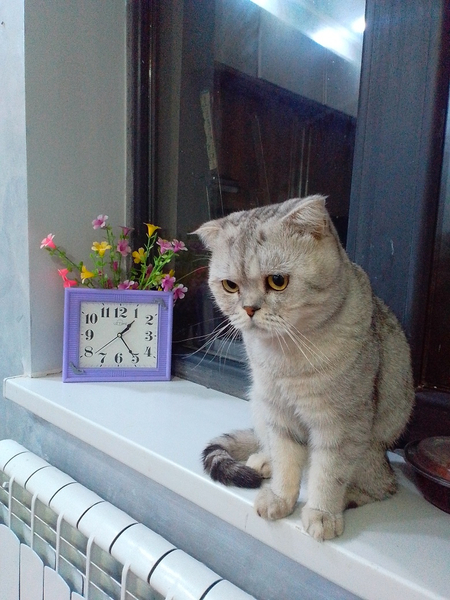 Продаётся породный котенок